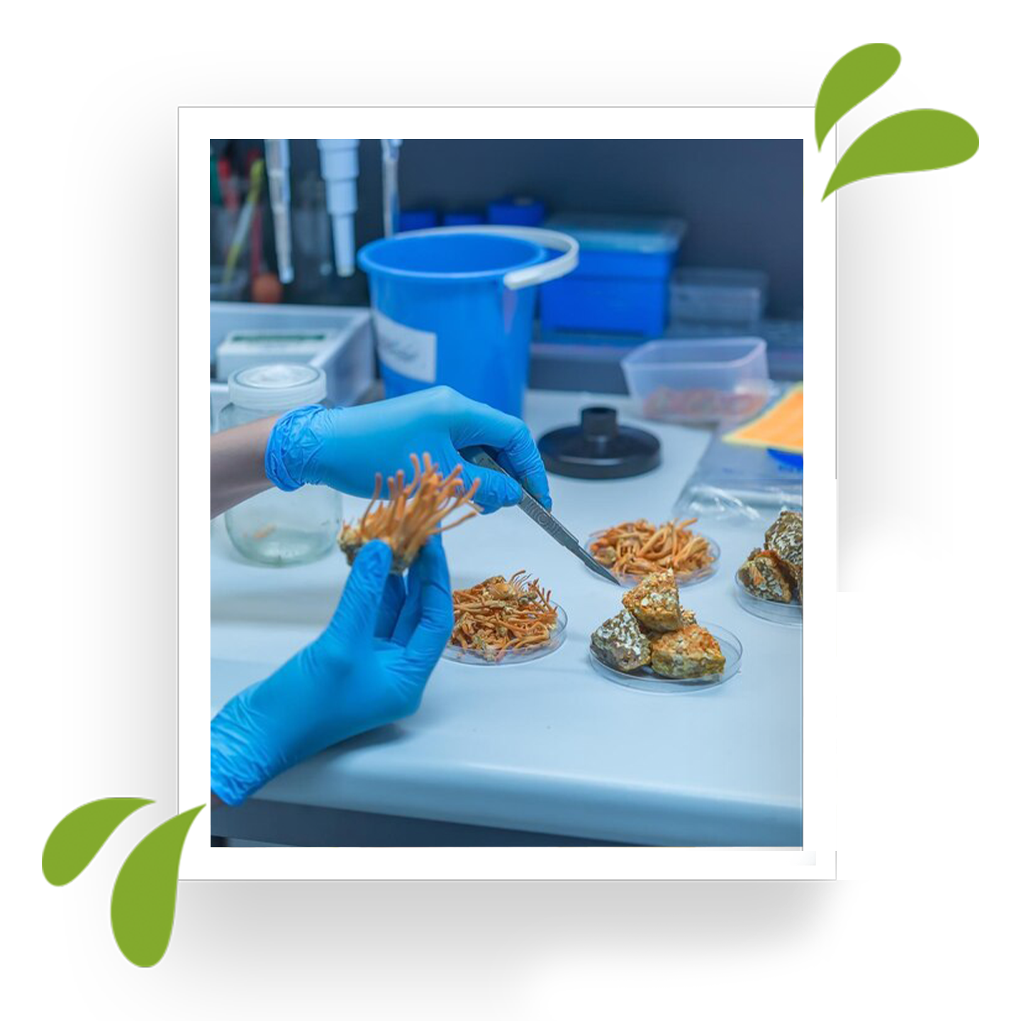 Food Sampling Laboratory Testing - Food Safety Consultancy